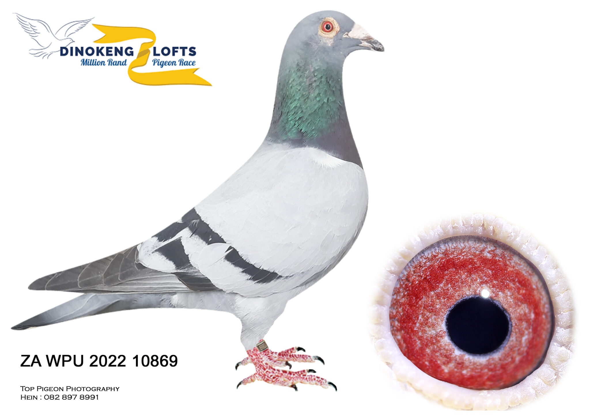 .LOT 6 DINOKENG OLR AUCTION 4 A -KLERKSDORP RACERS (BRED BY SAKKIE WESSELS) – ZA 22 WPU 10869 ...