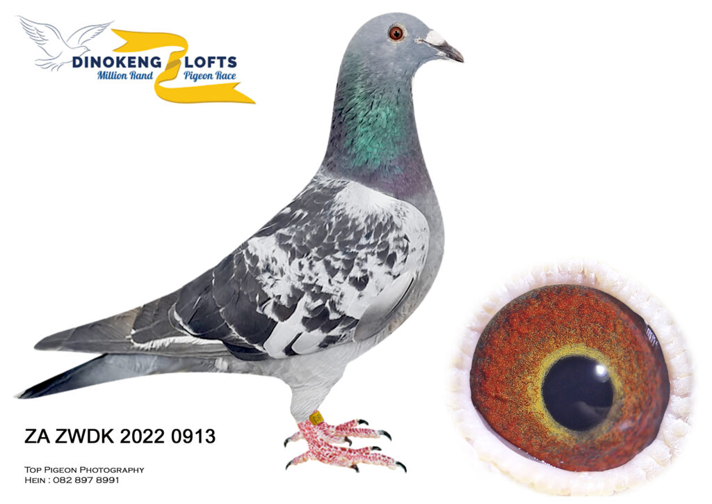 LOT 84 DINOKENG OLR AUCTION 4 B -MARIETJIE JONKER – ZA 22 ZWDK 0913 – NO PEDIGREE!!