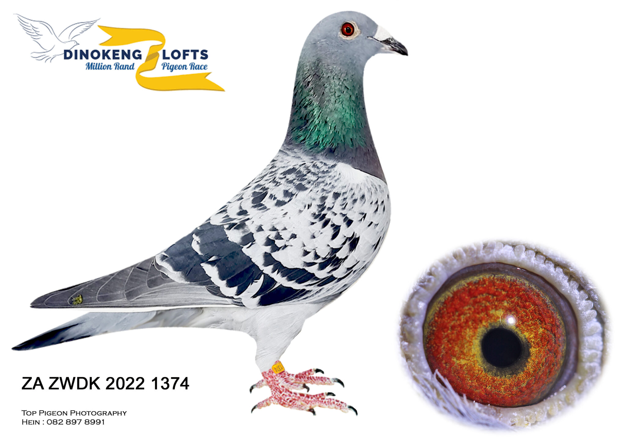 Lot 78 Dinokeng Auction 3-FOUR WORX-ZA ZWDK 22 1374 – Bred from Johan Duvenhage Hermans Putterie ...