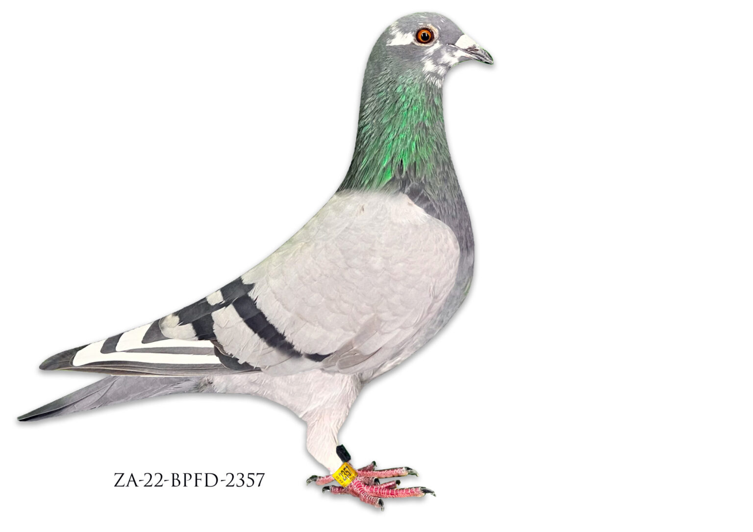 .LOT 2 R500 BARGAIN BOX – ZA 22 BPFD 2357