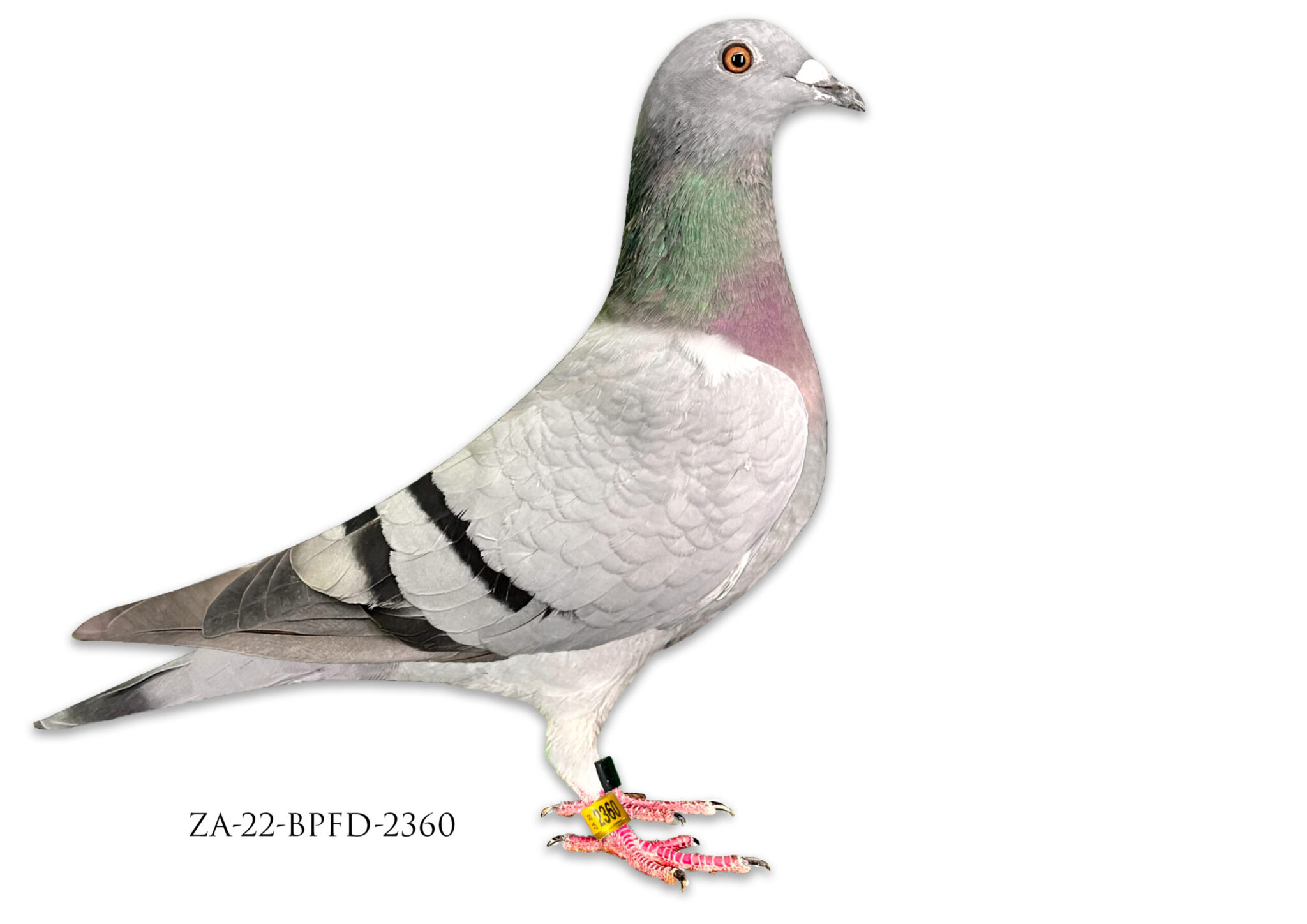 .LOT 5 R500 BARGAIN BOX – ZA 22 BPFD 2360 -SIRE:3190 BPF 15 . COENIE HATTINGH.———–DAM:315 BPF 21 ...