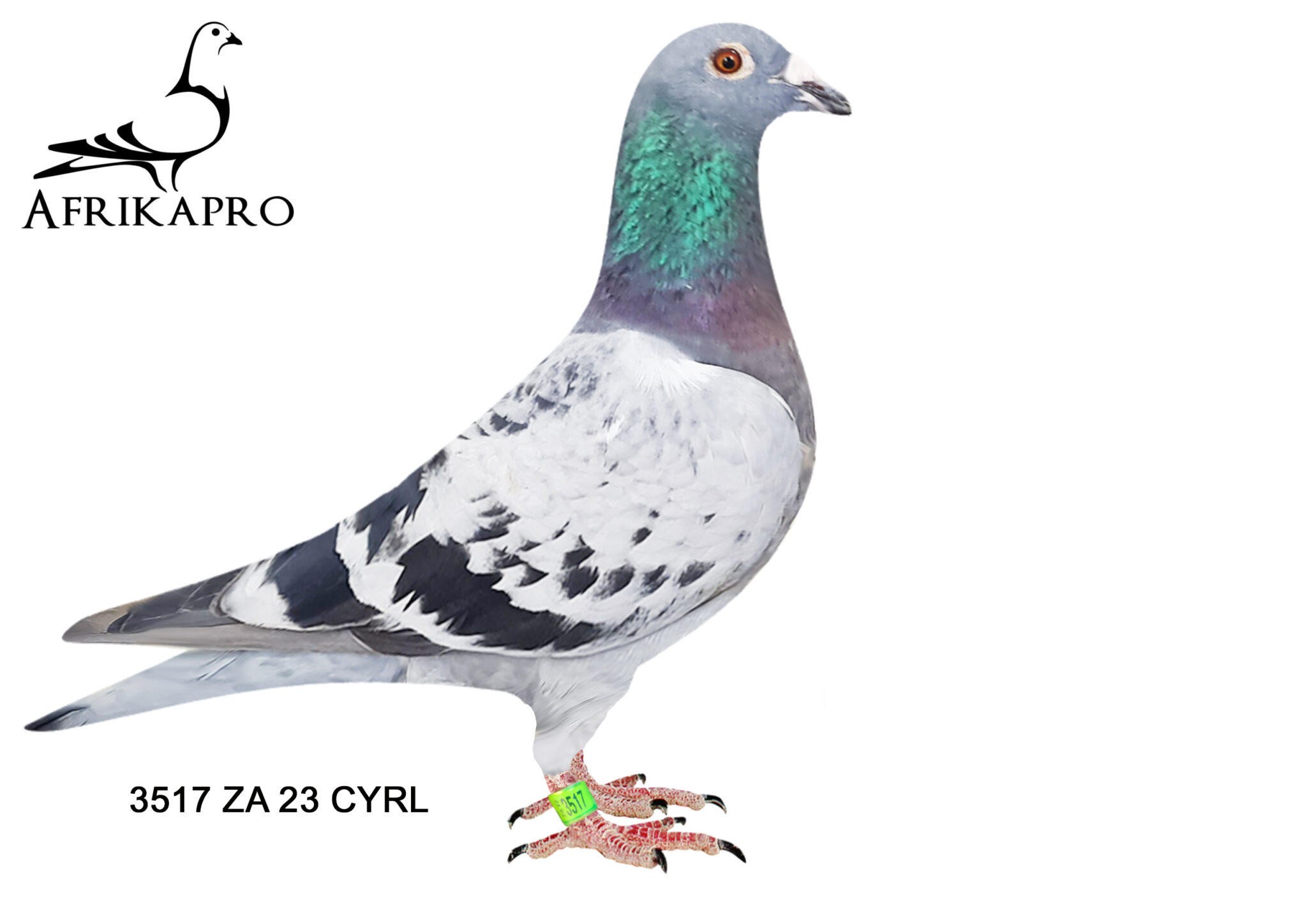 Z.LOT 143 AFRIKAPRO AUCTION 4B – ZA 23 CYRL 3517 – PAUL SMITH – Bred by ...