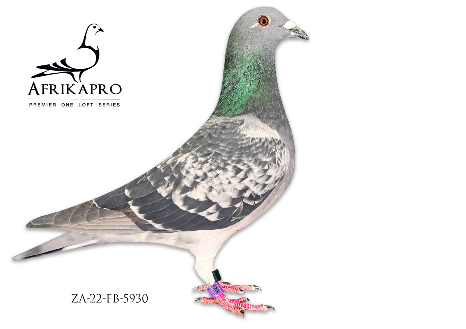 .LOT 2 R500 BARGAIN BOX – -ZA 22 FB 5930 -BRED BY ASHLEY SEPTEMBER – SIRE: ZA FB 2016 17341 ...