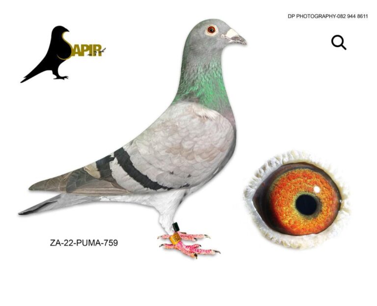 LOT 40- SAPIR AUCTION 4 –PUMA HOKKE – ZA 22 PUMA 759-SIRE:1163 ZA 18 OERF. GABY DE MEULEMEESTER ...