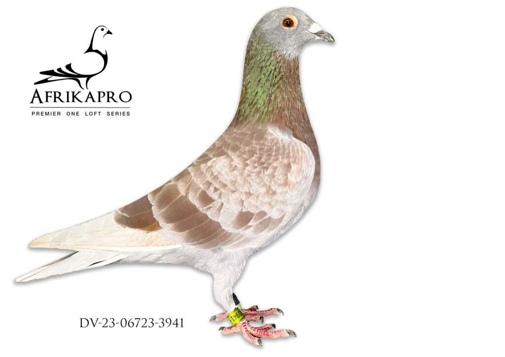 .LOT 6 HARRY WILLSON – DV 23 06723 3941 -SIRE:B-20-6610706 V. DIRK VAN ...