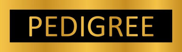 Z..LOT 117 DINOKENG OLR AUCTION 4 B -OOA & RVVA – ZA 22 VPU 9700 – SIRE:ZA 16 OERF 05518 ...