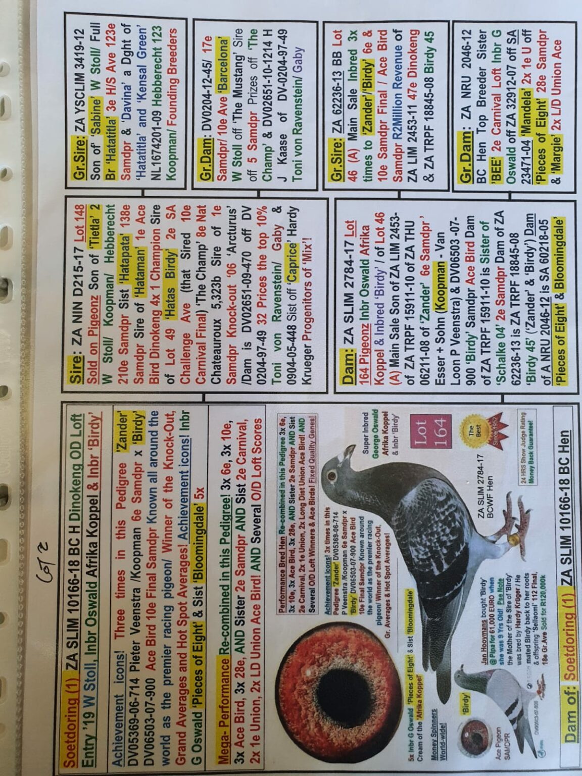 LOT 92 DINOKENG OLR AUCTION 4 B – MPN SYNDICATE – ZA 22 NB 3274 – see dam pedigree!!