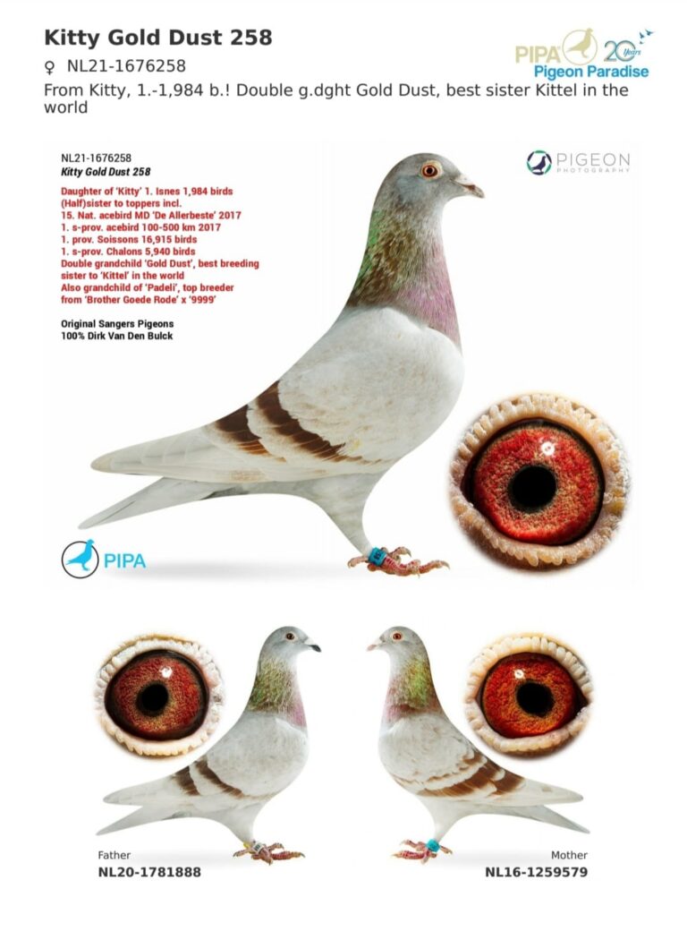 .LOT 3 PIGEON PALACE –ZA 23 GPU 3582 RED CHECK —–FATHER BOUGHT FROM ...