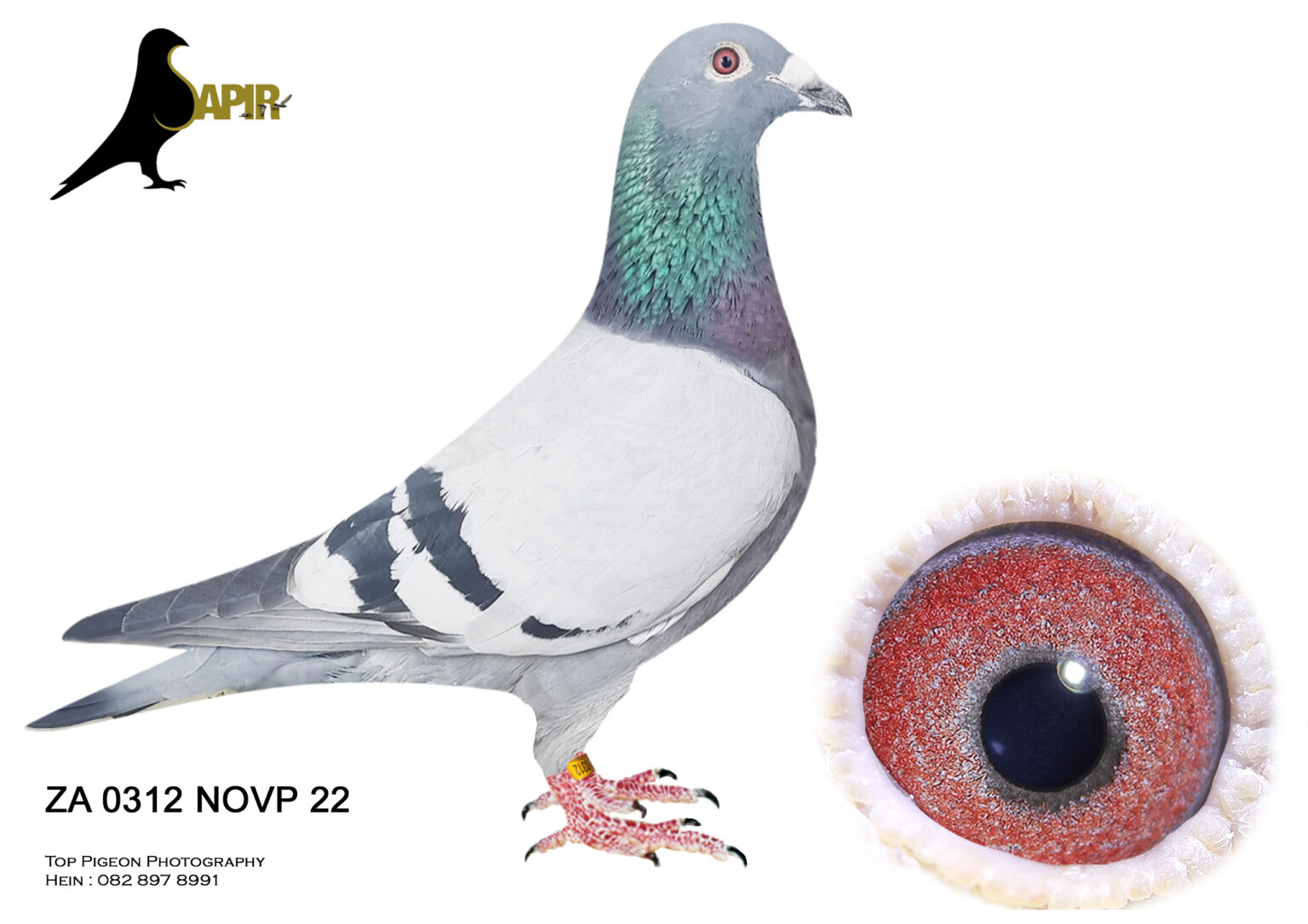 LOT 19- SAPIR AUCTION 4 – ACES RACING PIGEONS -ZA 22 NOVP 0312 BB -NO PEDIGREE!!