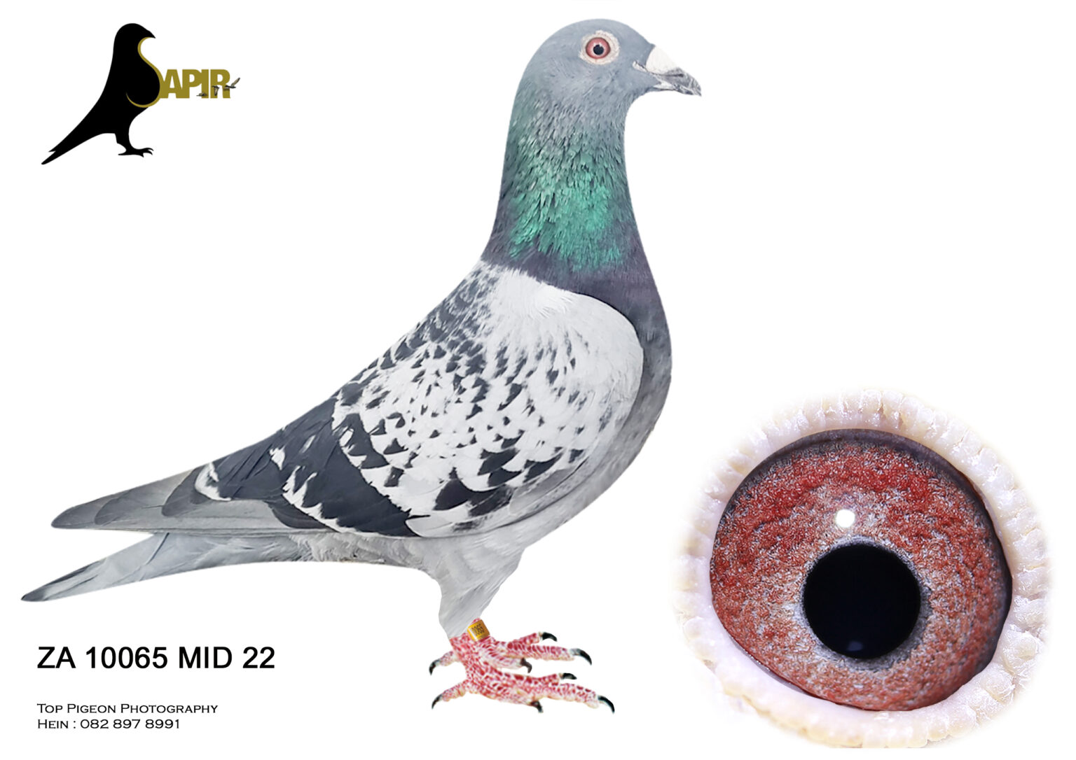 LOT 35- SAPIR AUCTION 4 – HILLSIDE LOFTS -ZA 22 MID 10065 CH -NO PEDIGREE!!