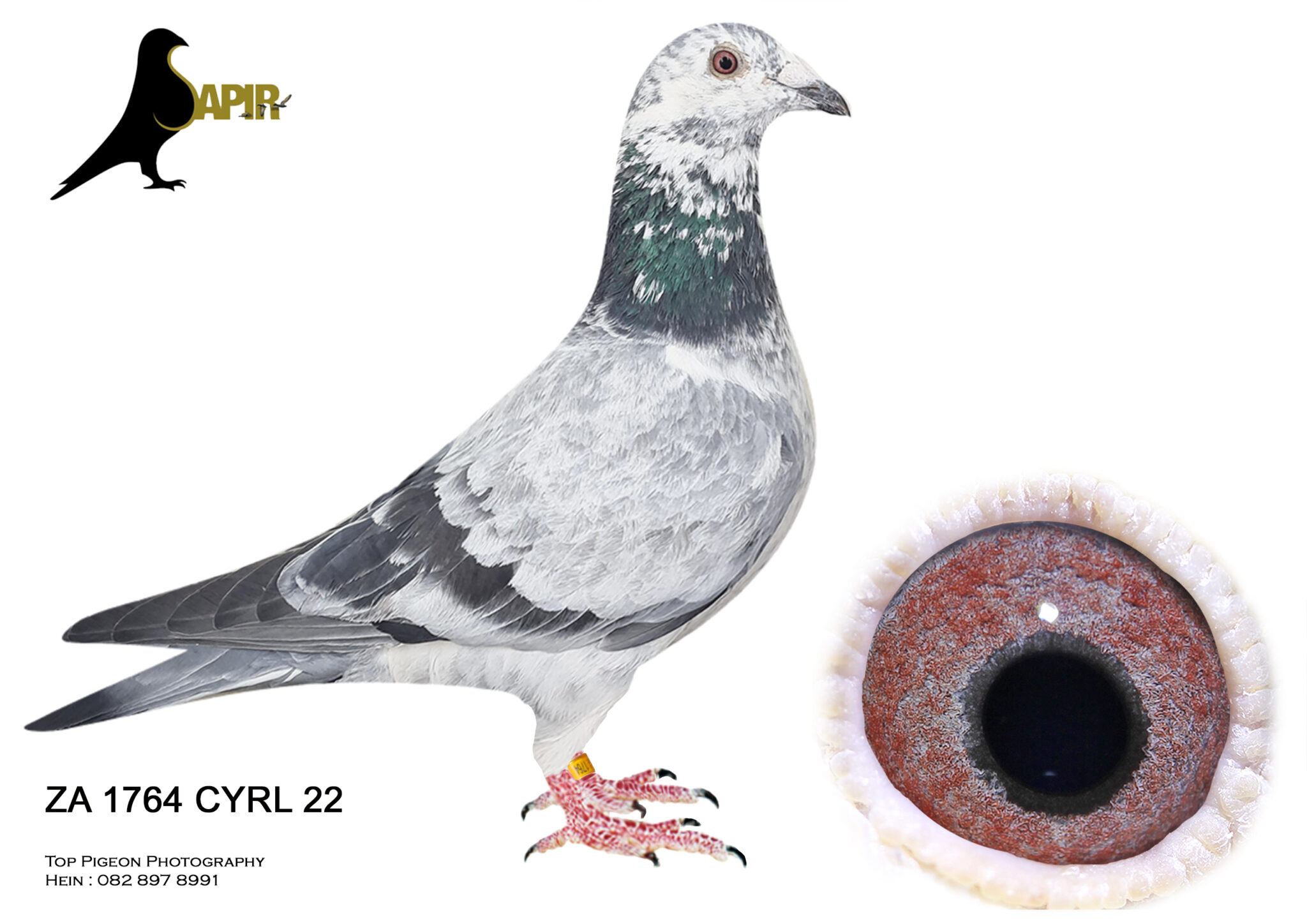 .LOT 2- SAPIR AUCTION 4 – SA AMAJUBA – ZA 22 CYRL 1764 GRIZ -NO PEDIGREE!!