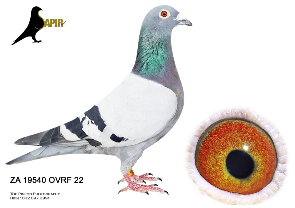 LOT 33- SAPIR AUCTION 4 – BEVLER LOFTS OVRF 19540 BB -SIRE: 9297 ZA 19 GPU . BENCHMARK LOFTS ...