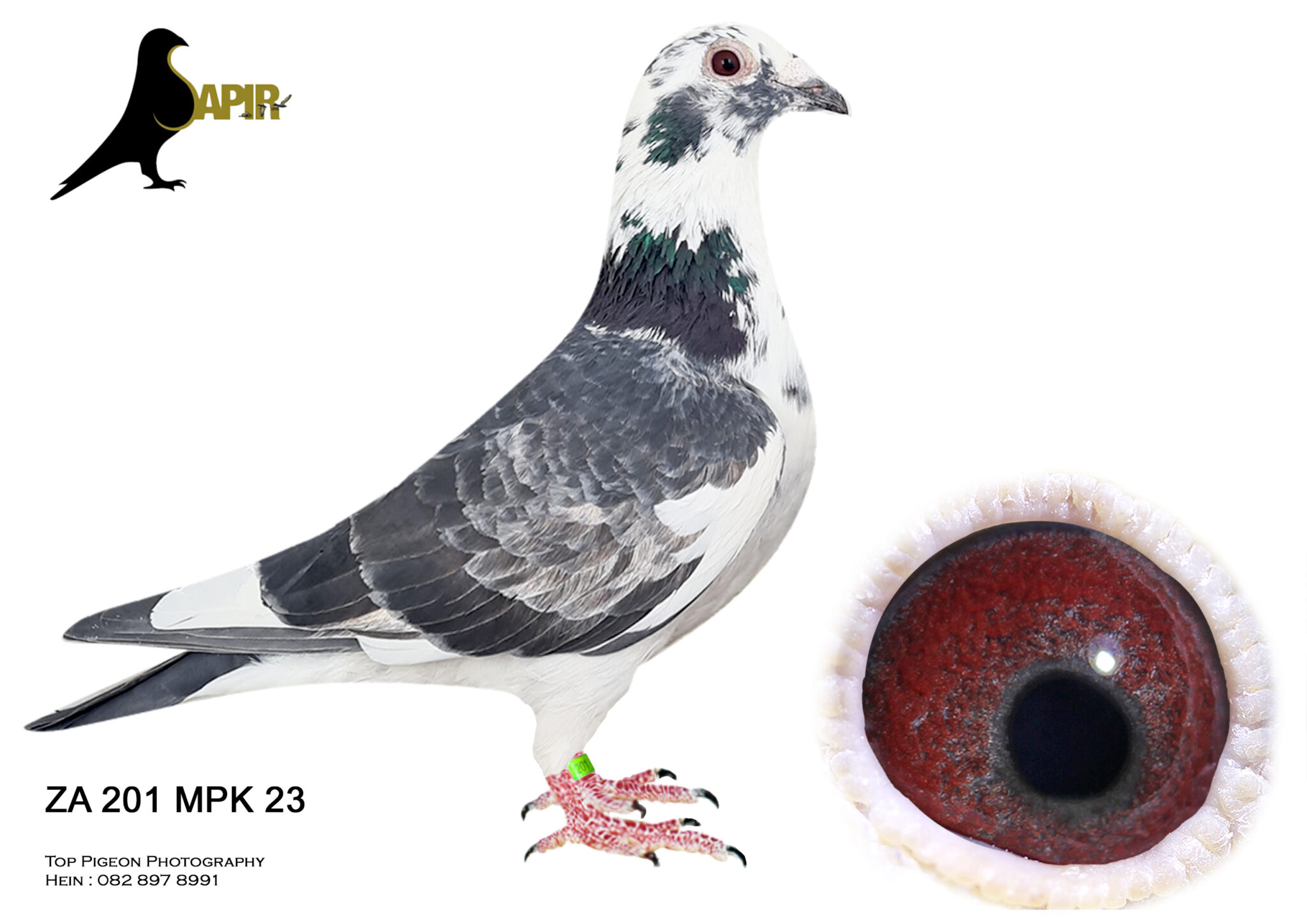 .LOT 9- SAPIR AUCTION 4 – ROOIKAT – ZA 23 MPK 201 CPD -SIRE: 257 ZA 22 KPUD SPRITZY. 2 X WINNER ...