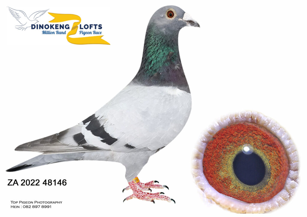 Z..LOT 102 DINOKENG OLR AUCTION 4 B -DIVINE APPOINTMENT SYNDICATE – ZA 22 48146 – NO PEDIGREE!!