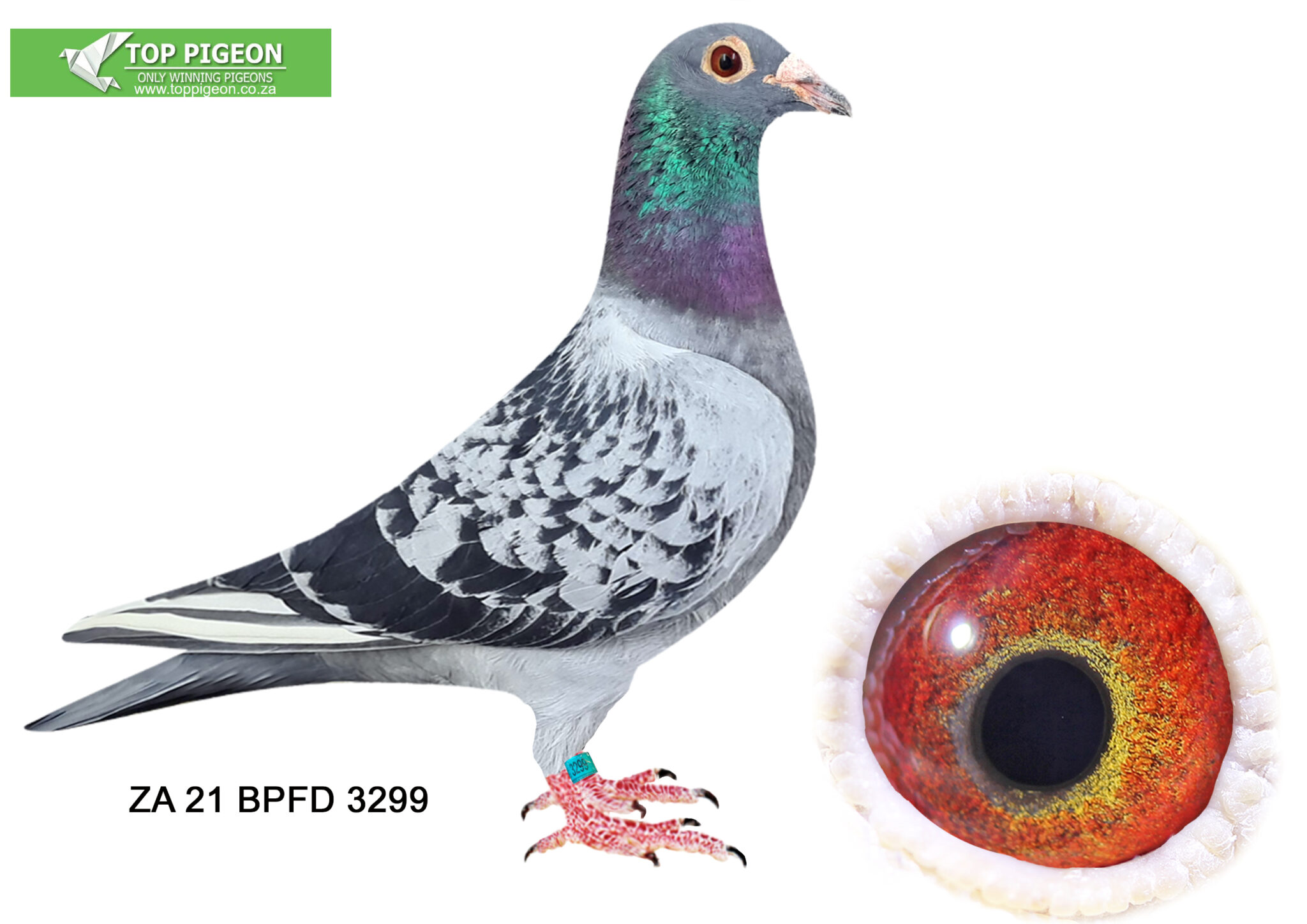 LOT 14 MARK KING & GYS LOUW PIGEON PALACE – ZA 21 BPFD 3299 —–SIRE: ZA ...