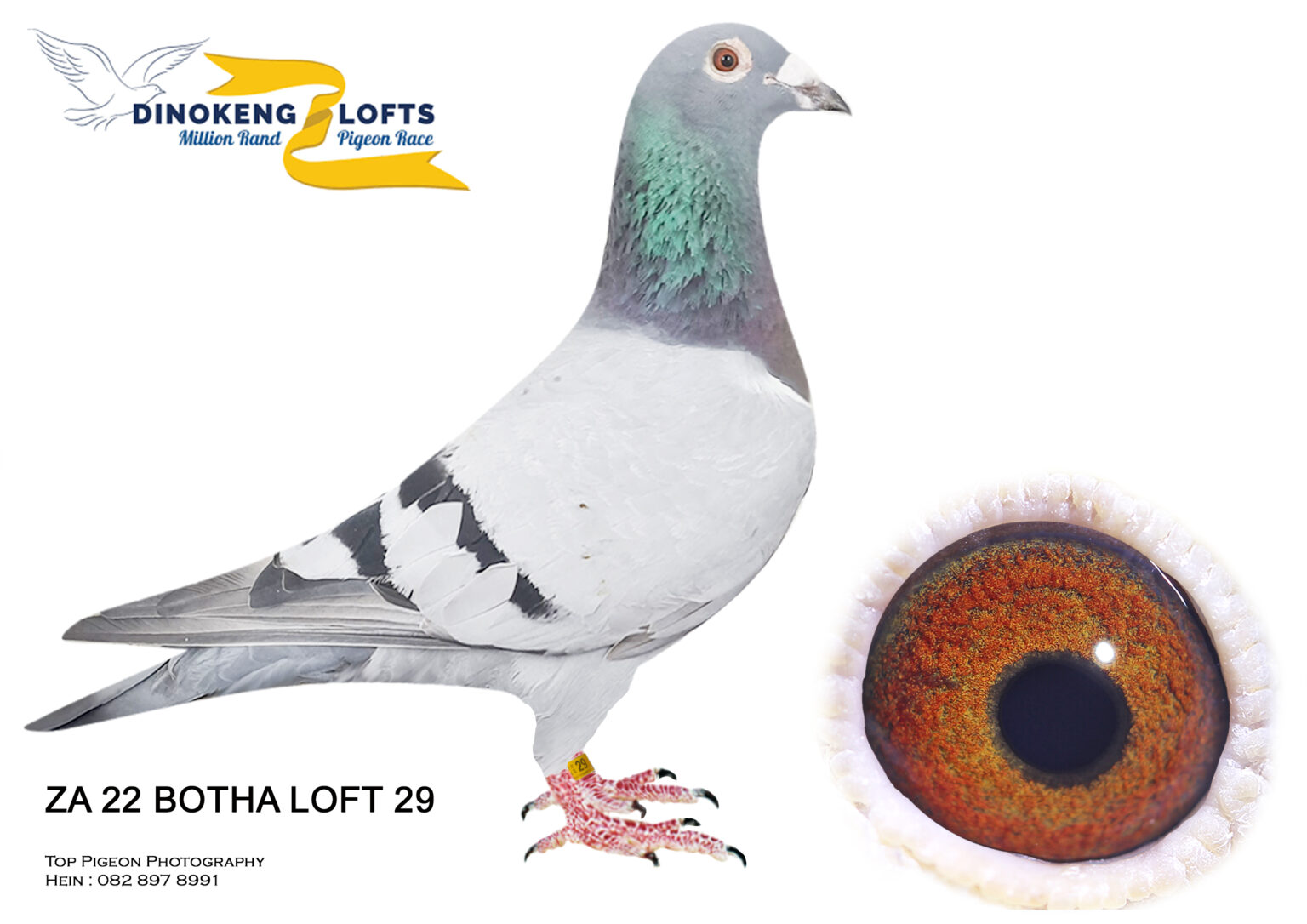 Z..LOT 112 DINOKENG OLR AUCTION 4 B -BOTHA LOFTS – ZA 22 BOTHA LOFTS 29 -SIRE:01594 ZAPWF 14 ...