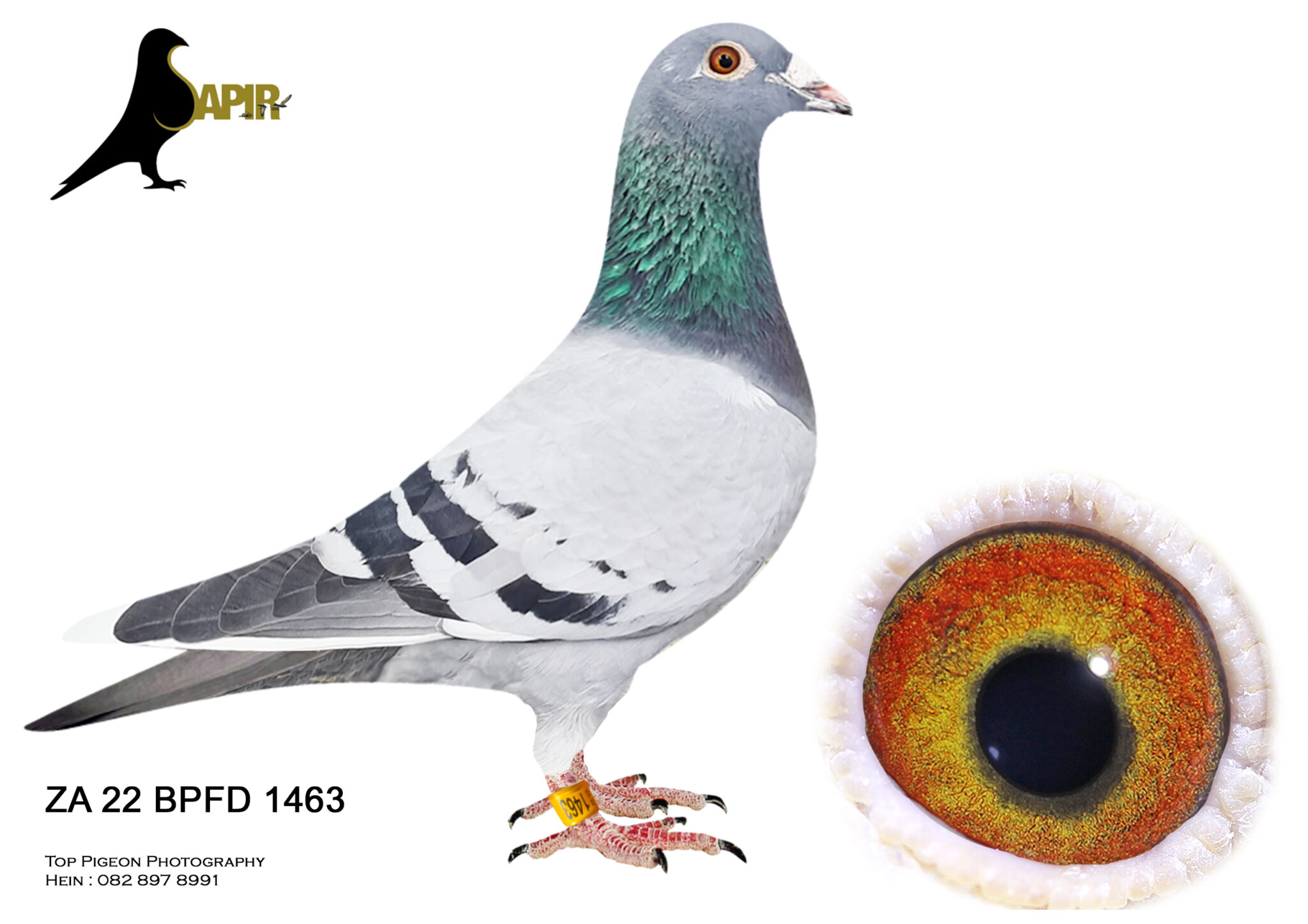 .LOT 1- SAPIR AUCTION 4 – TSUNAMI & VAN EEDENS- ZA 22 BPFD 1463 BBWF -SIRE: 6173 NKHPT 21 . JJJ ...