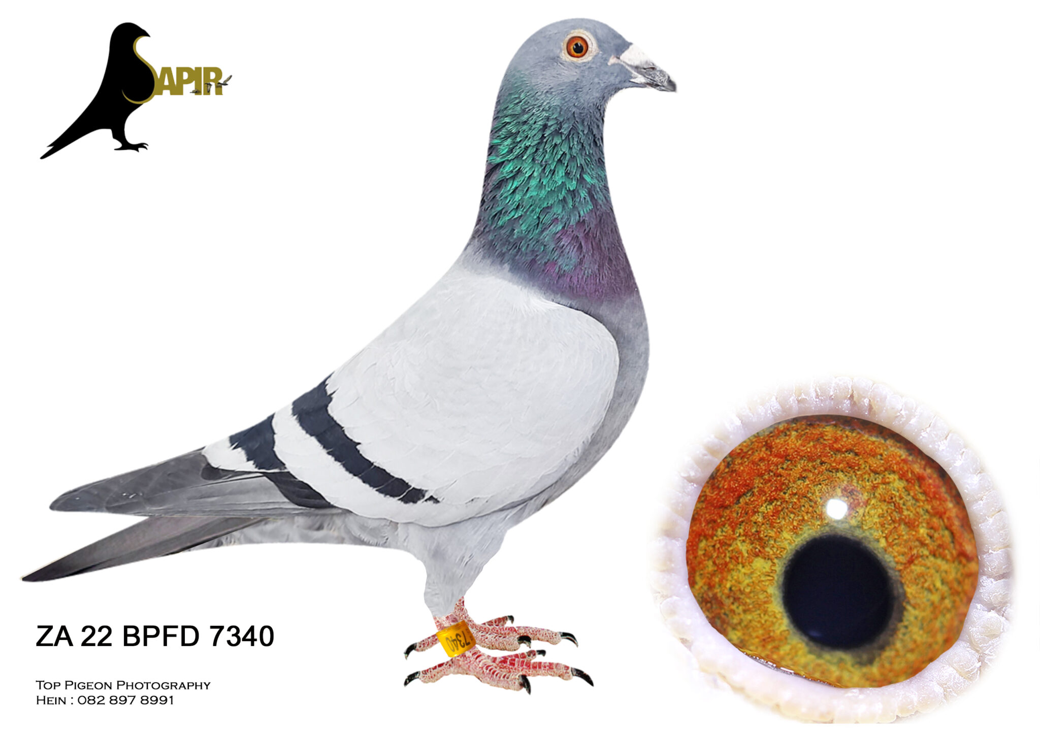 LOT 27- SAPIR AUCTION 4 – TSUNAMI & VAN EEDENS- ZA 22 BPFD 7340 BB -SIRE: ZA 19 PP 207 “BLUE ...