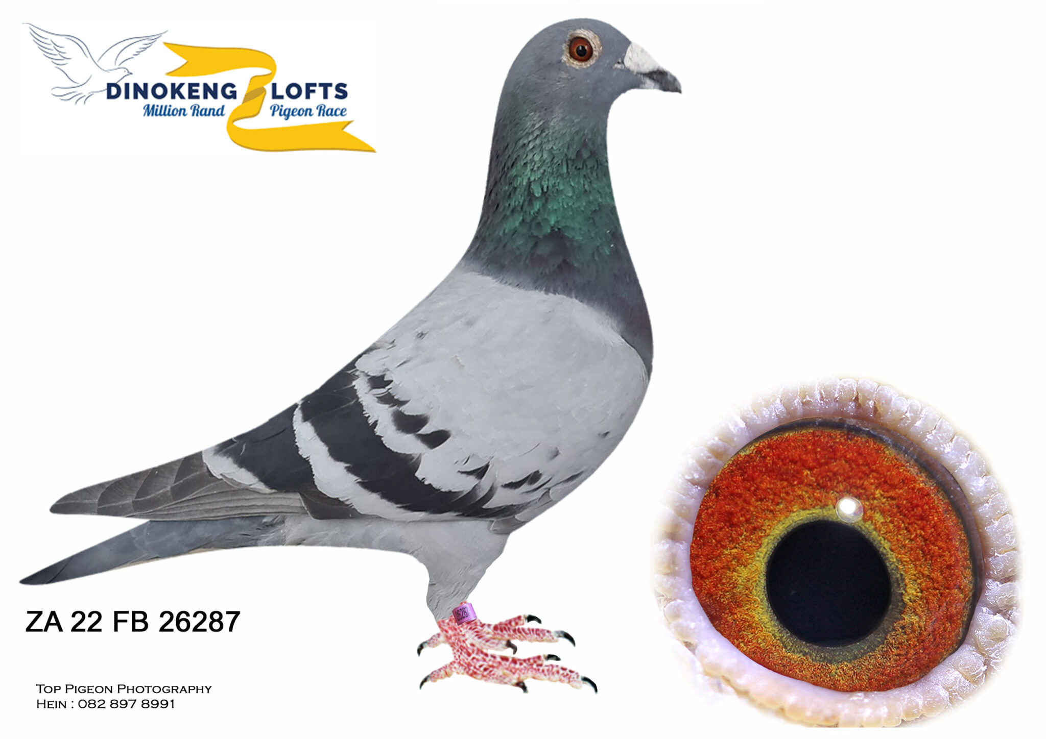 Z..LOT 120 DINOKENG OLR AUCTION 4 B -TEAM J TRIPPLE A – ZA 22 FB 26287 -SIRE:2216 PPL 17 ...