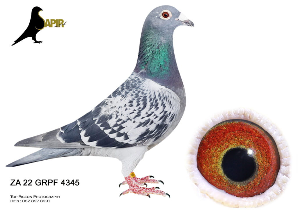 LOT 29- SAPIR AUCTION 4 – V OEWER & VD BOS-ZA 22 GRPF 4345 CH – Sire: ZA 12 GRPA 02266. Hooymans ...