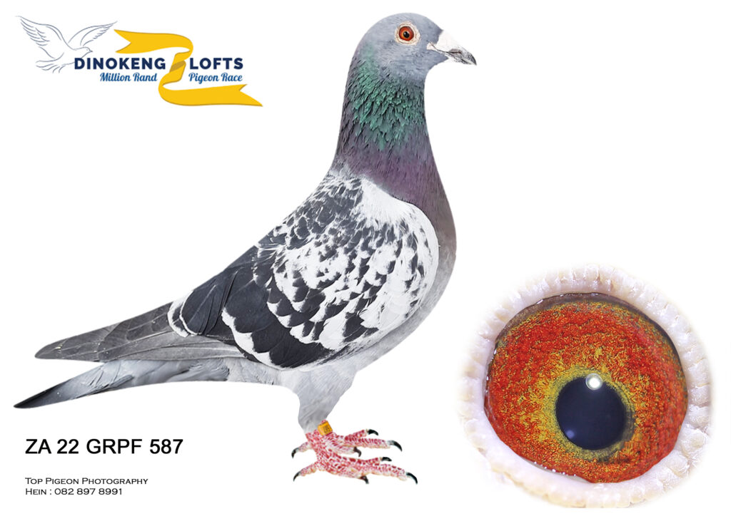 LOT 81 DINOKENG OLR AUCTION 4 B -GYS EN HANS – ZA 22 GRPF 587