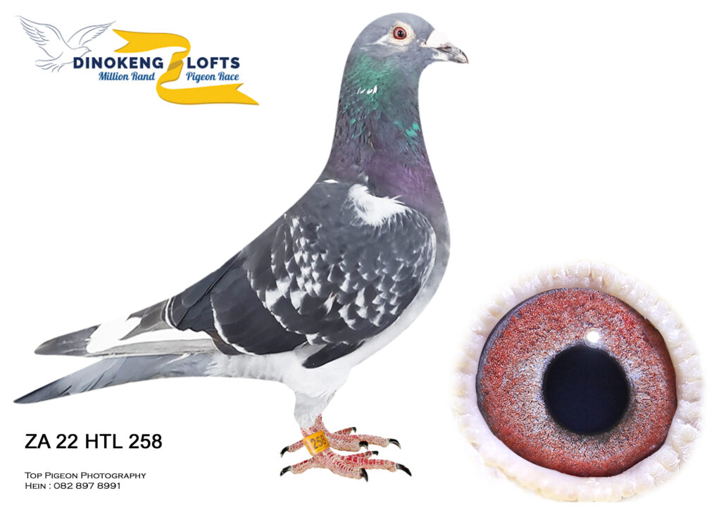 LOT 89 DINOKENG OLR AUCTION 4 B -TEAM FAR EAST – ZA 22 HTL 258 – NO PEDIGREE!!