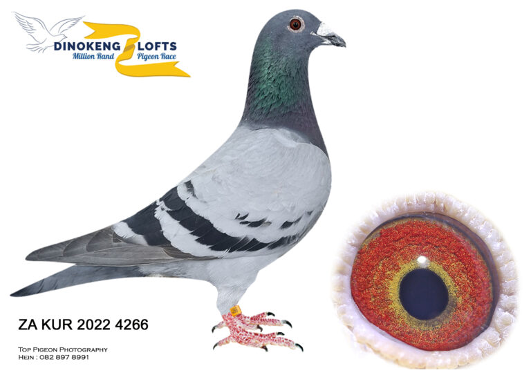 LOT 74 DINOKENG OLR AUCTION 4 B -TEAM OBERHOLSTER – ZA 22 KUR 4266 – SIRE:778 DV 0507 20. Org ...