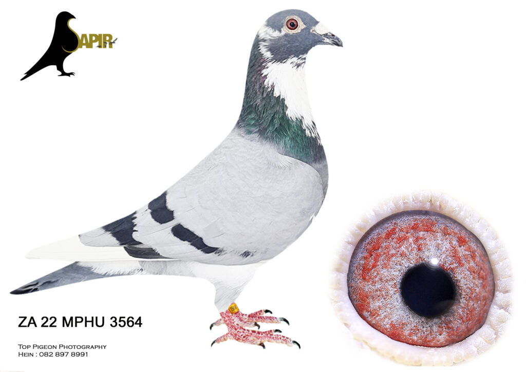 LOT 45- SAPIR AUCTION 4 –HILLSIDE LOFTS – ZA 22 MPHU 3564 – NO PEDIGREE!!