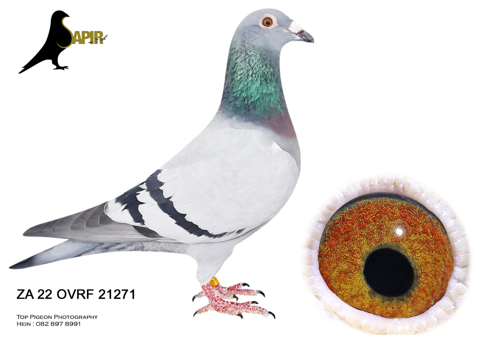 LOT 47- SAPIR AUCTION 4 –MAGETZANE – ZA 22 OVRF 21271 – SIRE: ZA 40173 Golden Bliksem x ...