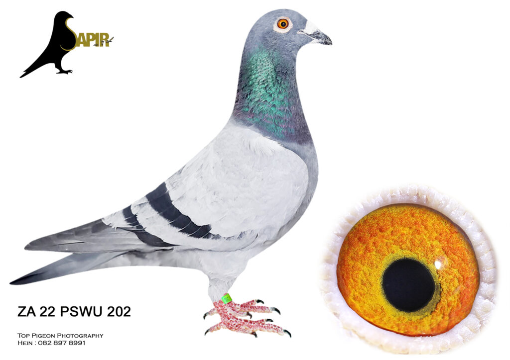 LOT 26- SAPIR AUCTION 4 – DOUBLE J RACERS – ZA 23 PSWU 202 BB -NO ...