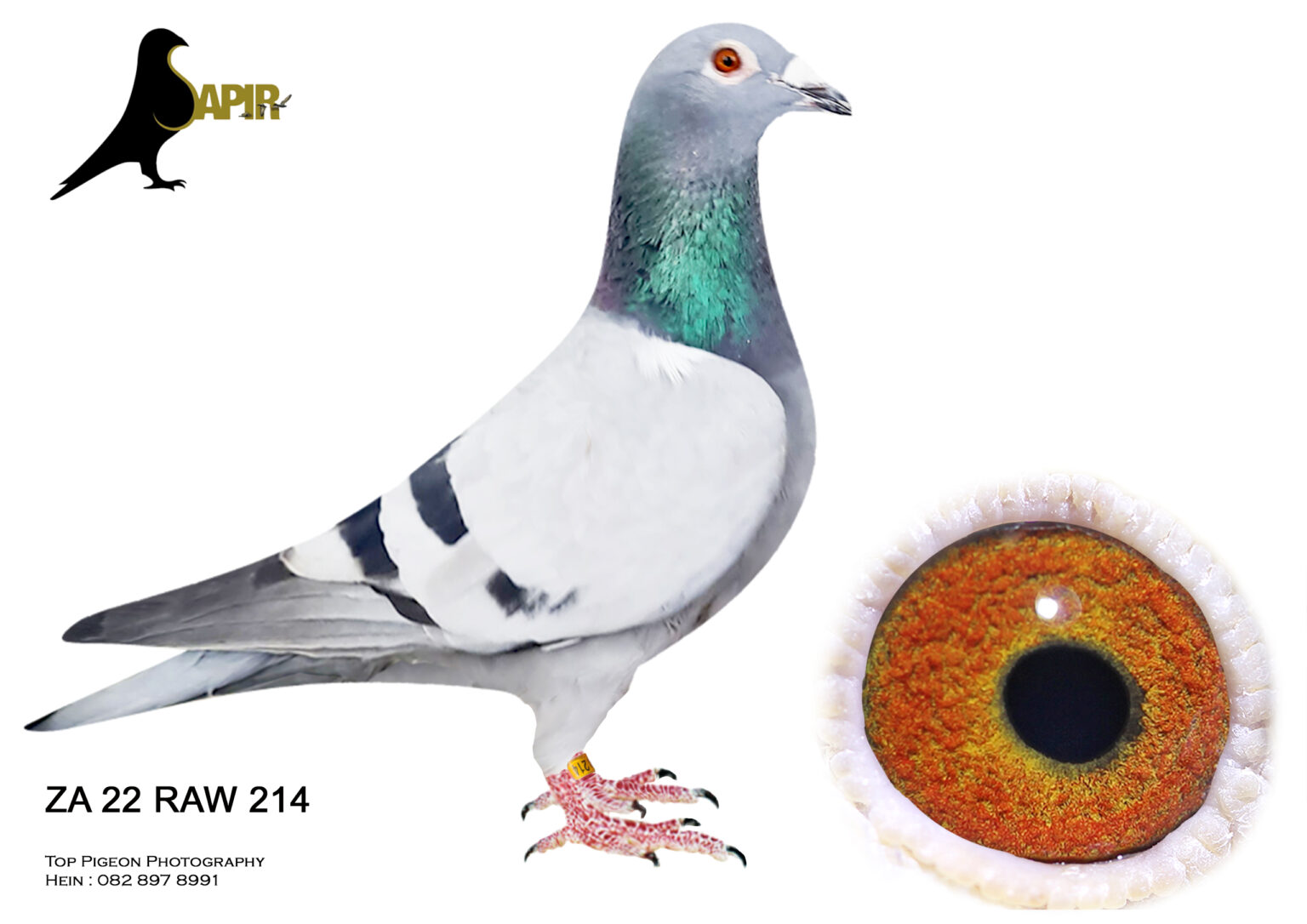 LOT 34- SAPIR AUCTION 4 – CHATTERS PIGEONS – ZA 22 RAW 214 BB -SIRE:B/Ch 19495/14 TRPF.Bred me 3 ...
