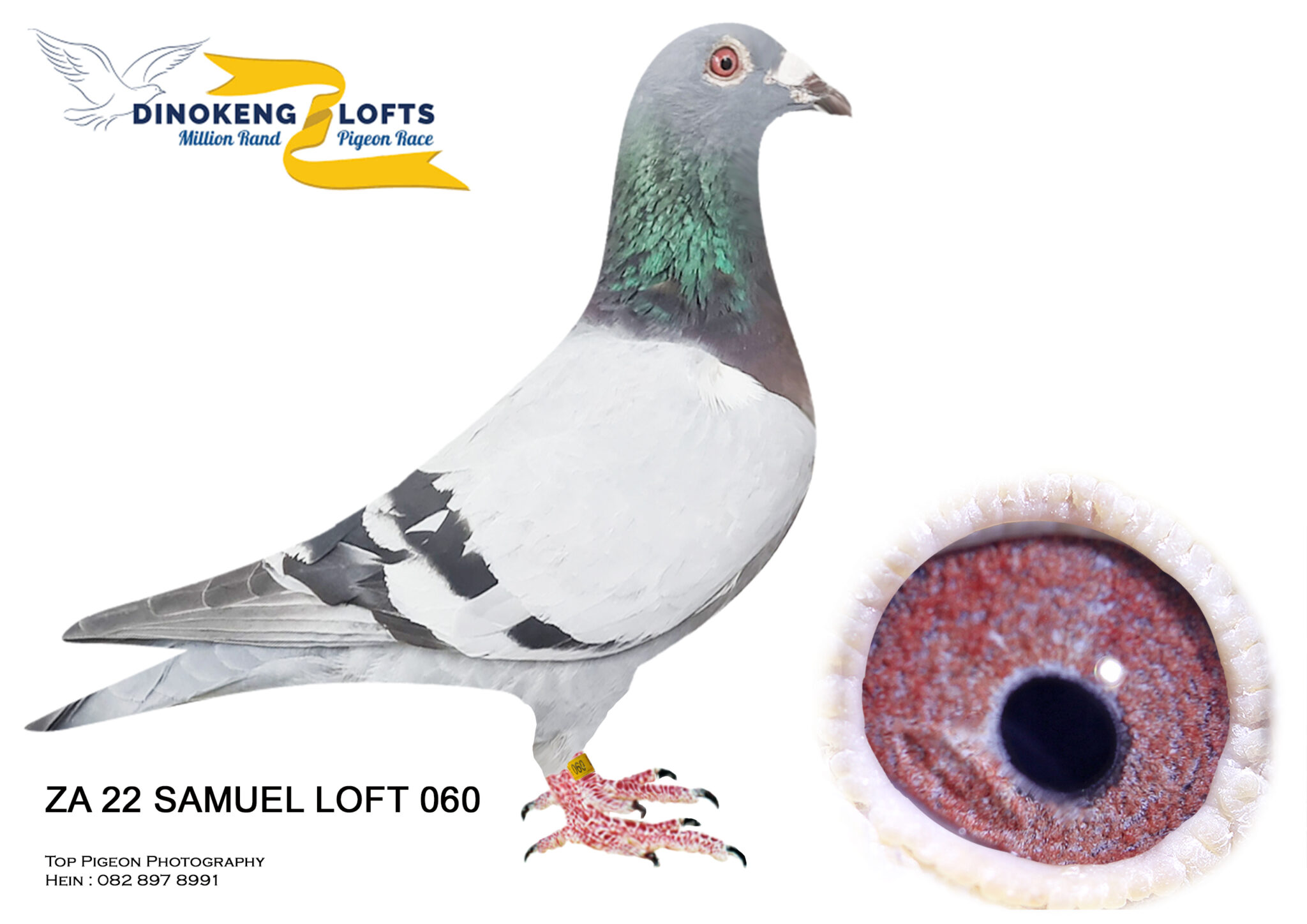 LOT 70 DINOKENG OLR AUCTION 4 B -SAMUEL LOFTS – ZA 22 SAMUEL LOFTS 060 BBAR – SIRE: 2553 TRPF 21 ...