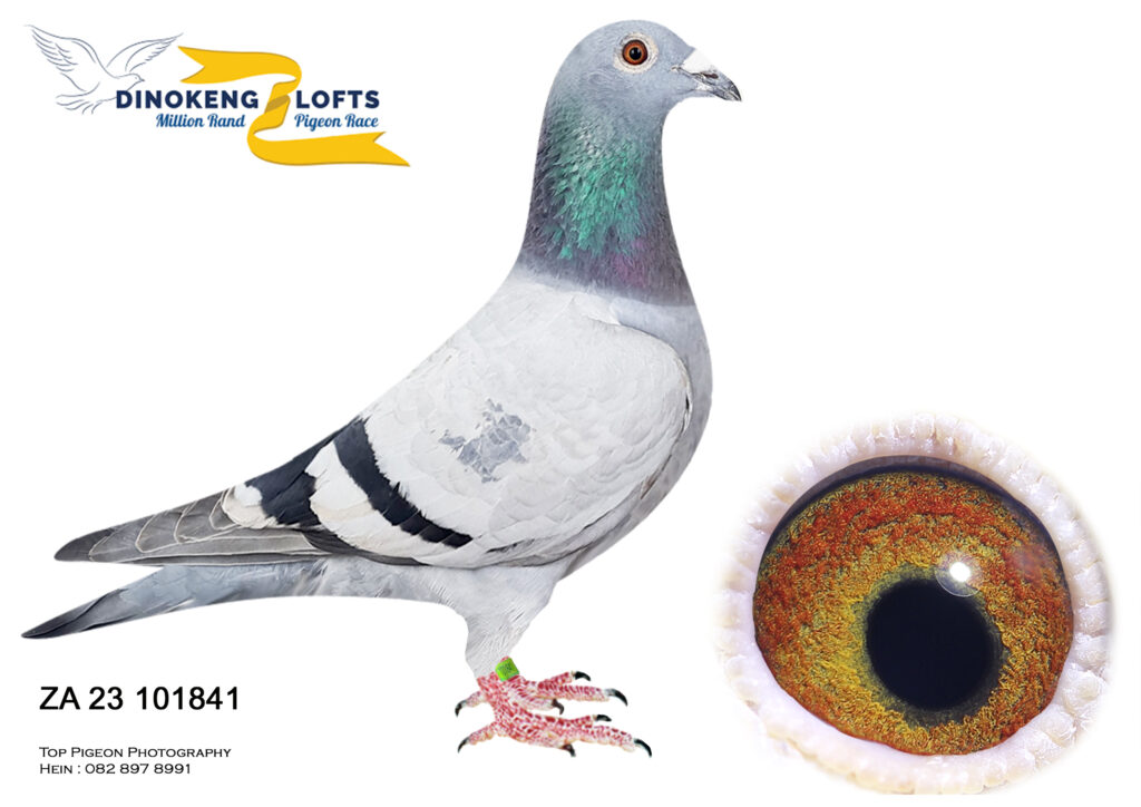 LOT 88 DINOKENG OLR AUCTION 4 B -SPKAV SYNDICATE – ZA 23 101841 – NO PEDIGREE!!