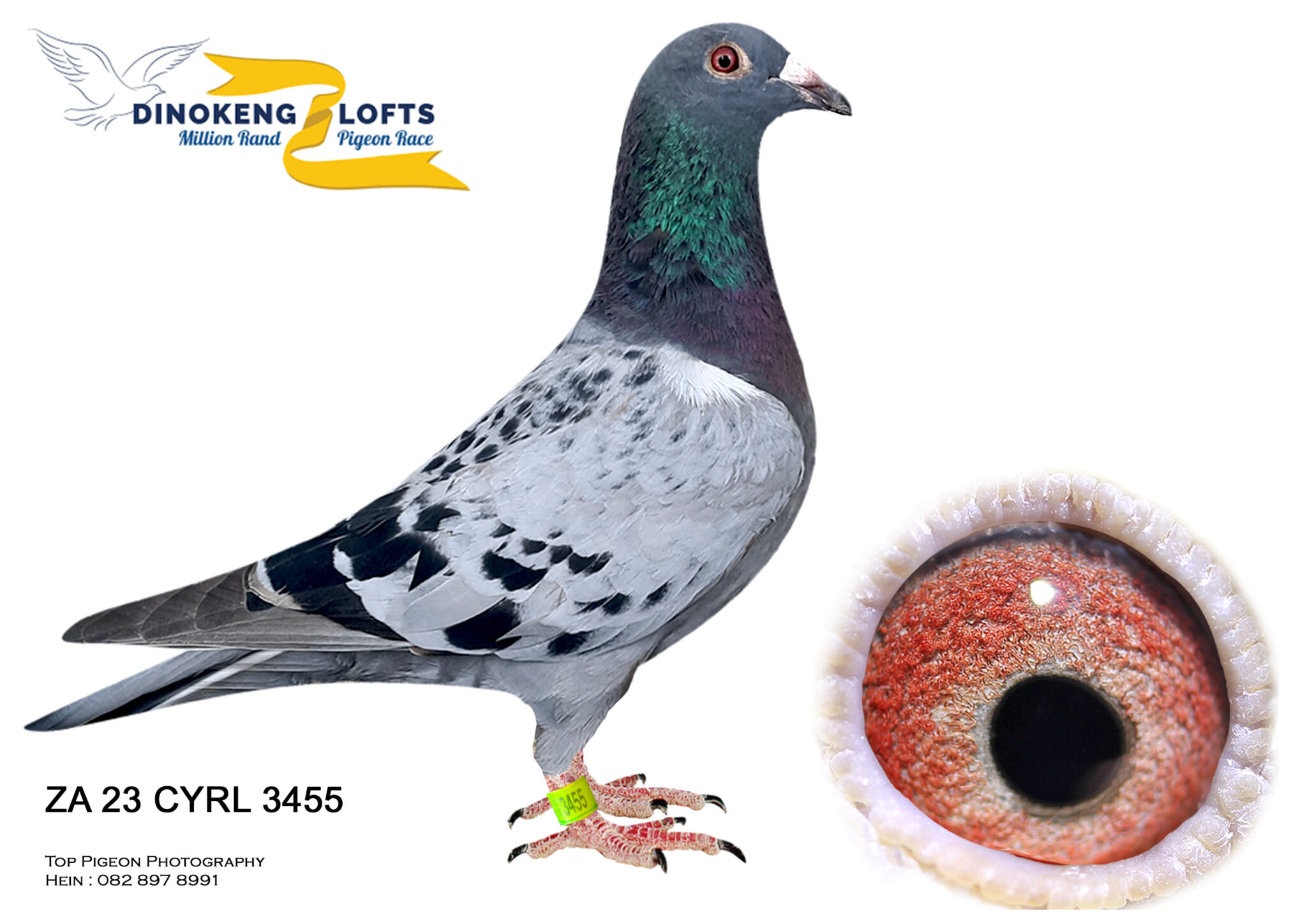 Z..LOT 111 DINOKENG OLR AUCTION 4 B -TOPPIGEON.CO.ZA – ZA 23 CYRL 3455 – SIRE: ZA 19 OOA 580 ...