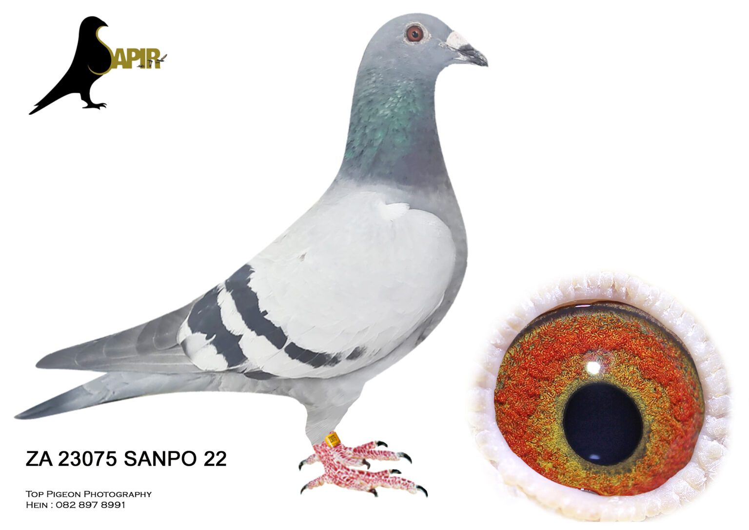 LOT 11- SAPIR AUCTION 4 – MEGETZANE -ZA 22 SANPO 23075 BB -SIRE:04742 DV 130. BRED 3RD PLACE CPL ...