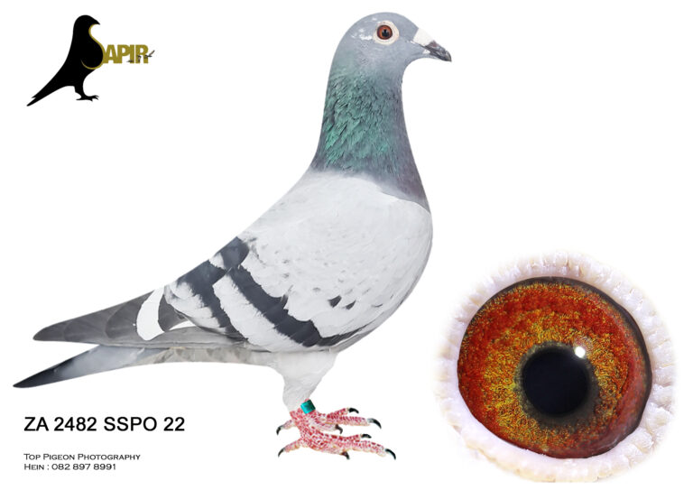 LOT 20- SAPIR AUCTION 4 – TRINITY LOFTS -ZA 22 SSPO 2482 PENPD -SIRE:ZA 19 WRPD 419 . BRED OUT ...