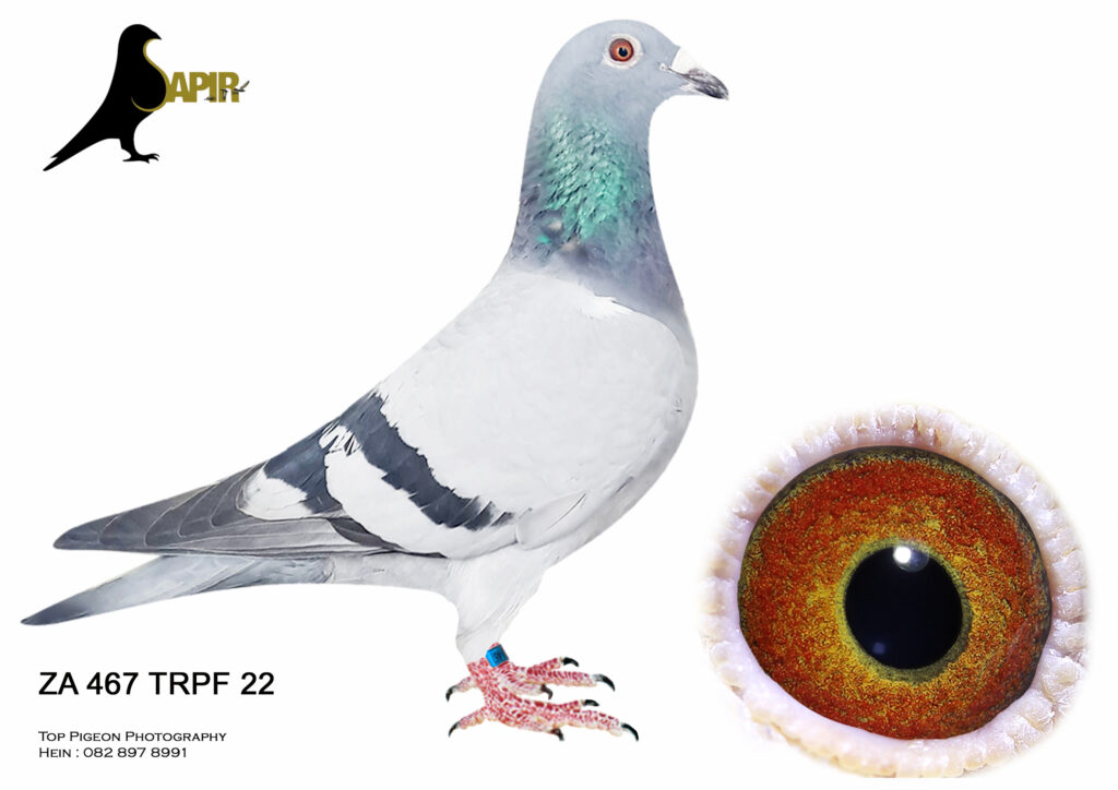 LOT 22- SAPIR AUCTION 4 – TEAM SHARIS -ZA 22 TRPF 467 BB -NO PEDIGREE!!