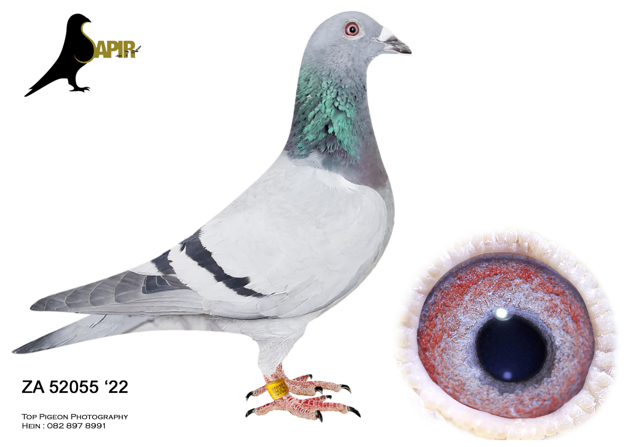 LOT 36- SAPIR AUCTION 4 – KM HOKKE (BRED BY GLEN ALLEN LOFTS) – ZA 52055 BB -SIRE: 8539 VPU 21 ...