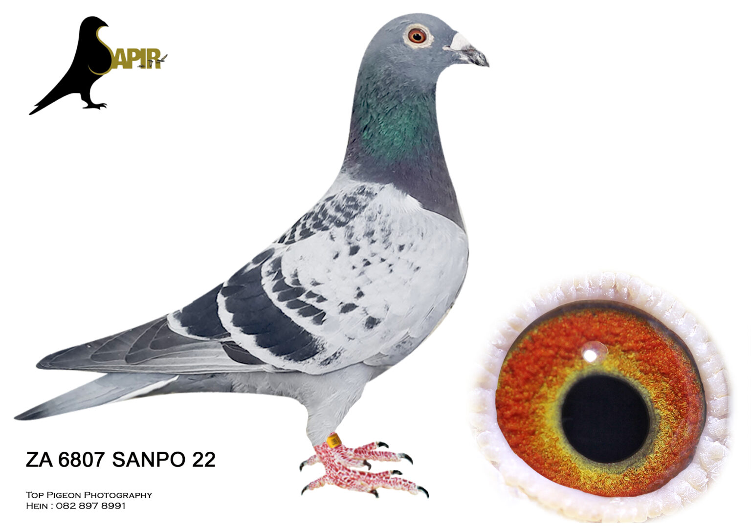 .LOT 8- SAPIR AUCTION 4 – PROTEA HOKKE SANPO 6807 CH -NO PEDIGREE!!