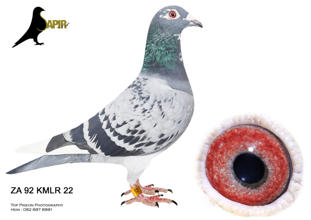 LOT 32- SAPIR AUCTION 4 – KM HOKKE KMLR 92 CHPD -SIRE: 15 ZA 39508. JANSEN SUN CITY LINE.—-ZA 20 ...