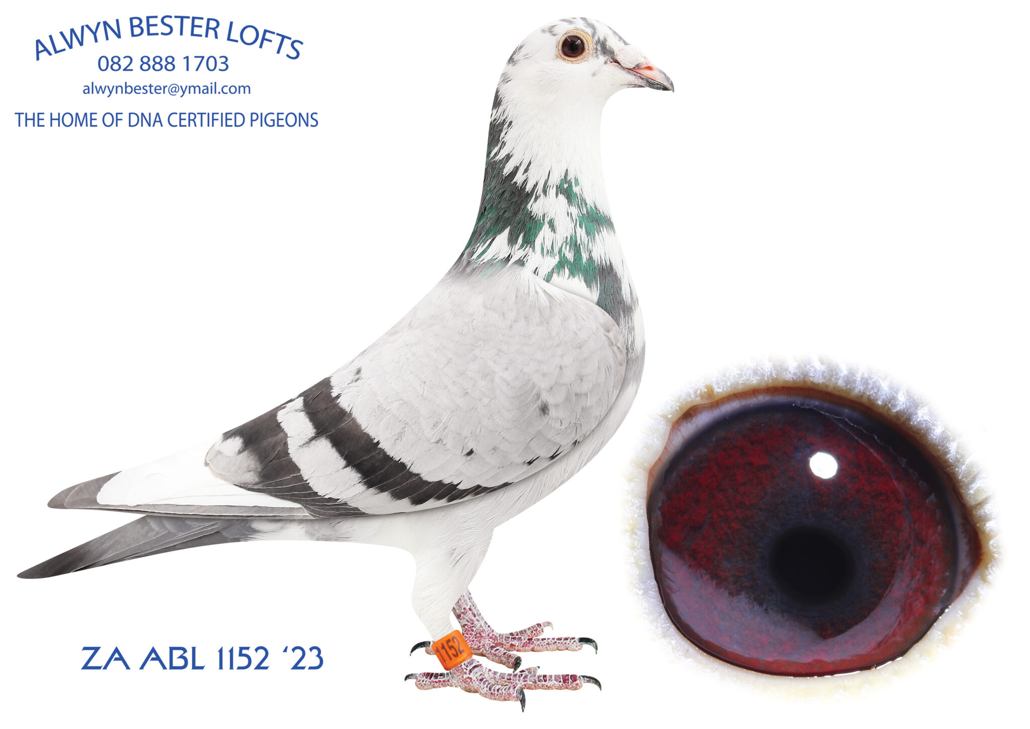 LOT 20 HARRY WILLSON – ZA 23 ABL 1152 – SIRE: 6014591 BE 20 . Strain ...