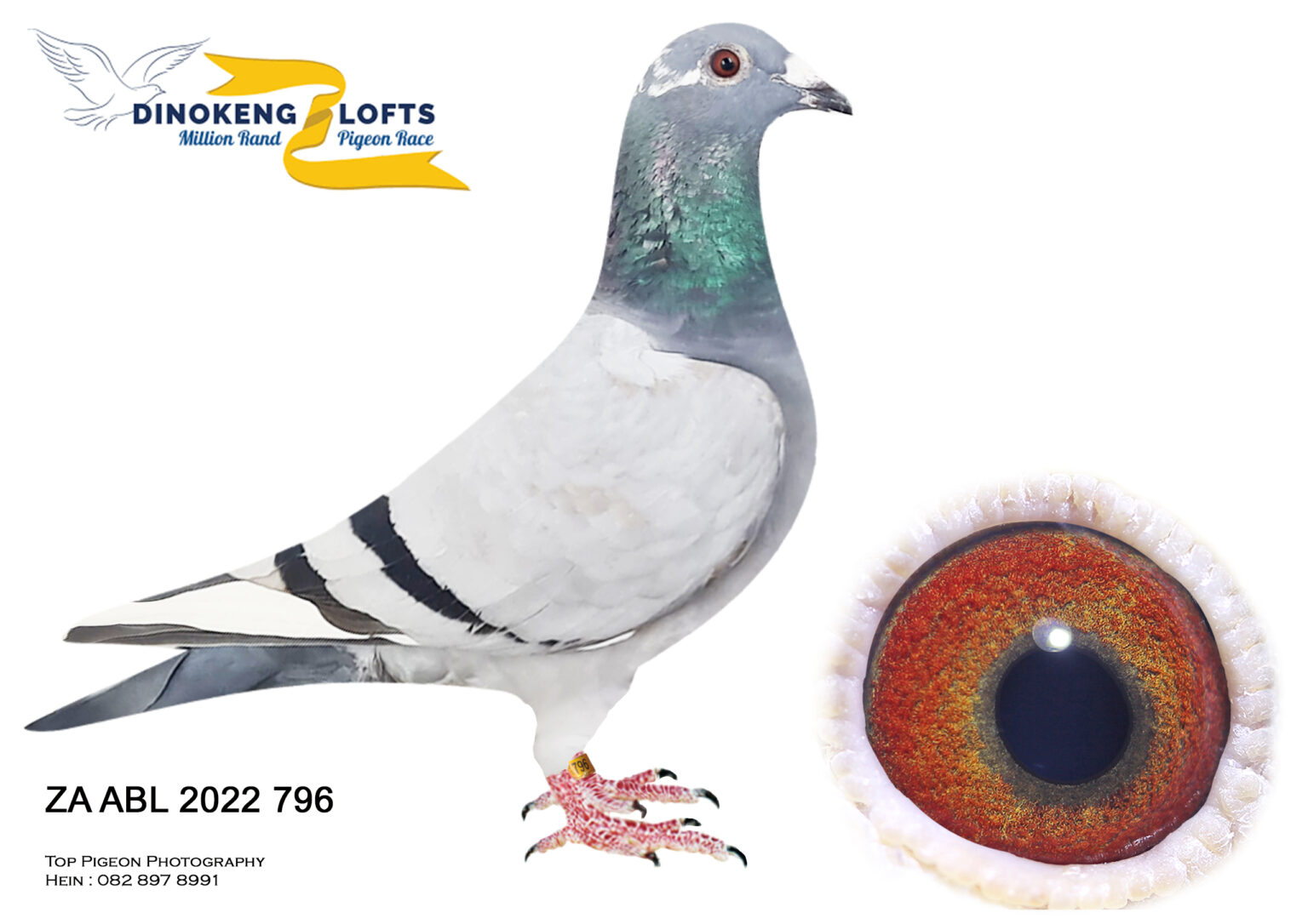 LOT 61 DINOKENG OLR AUCTION 4 B -ALWYN BESTER – ZA 22 ABL 796 -SIRE: 1418158 NLD 19. Alias ...