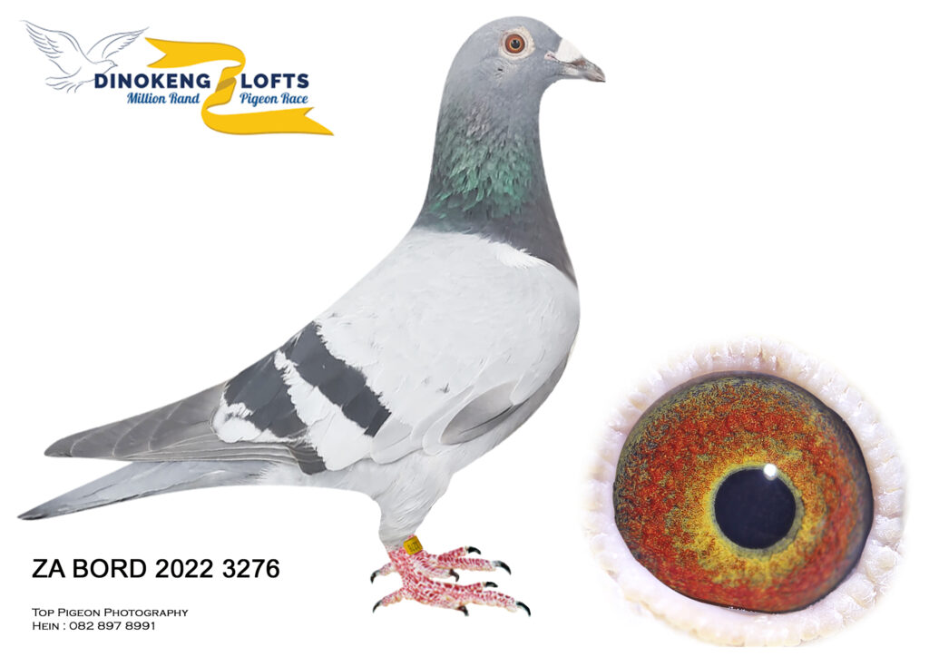 LOT 58 DINOKENG OLR AUCTION 4 A -ENGELBRECHT & PHILLIPS – ZA 22 BORD 3276-SIRE:ZA 17 BONANZA 134 ...