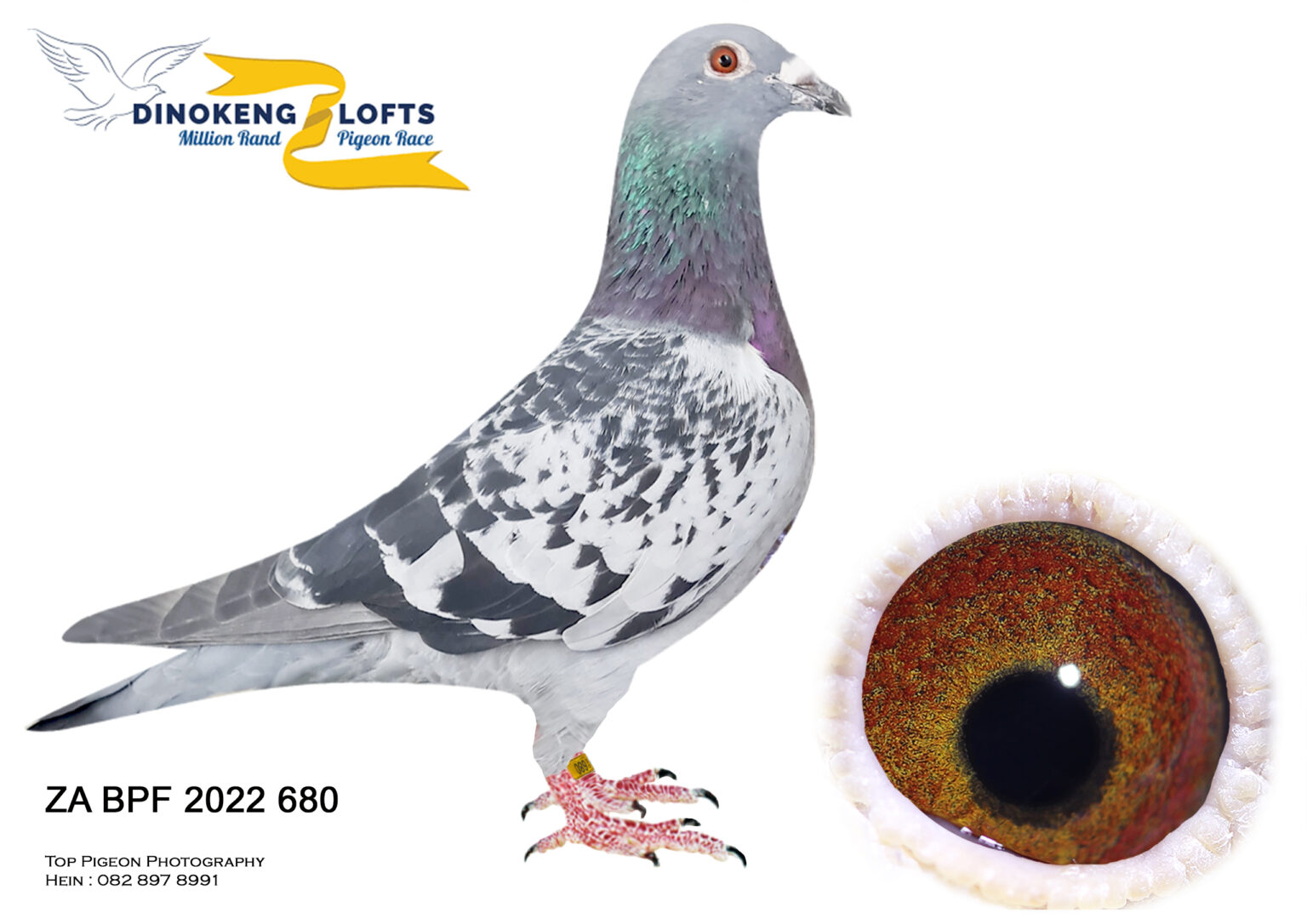 LOT 72 DINOKENG OLR AUCTION 4 B -TSUNAMI LOFTS / JJJ VD LINDE & RAM – ZA 22 BPF 680 NO PEDIGREE!!