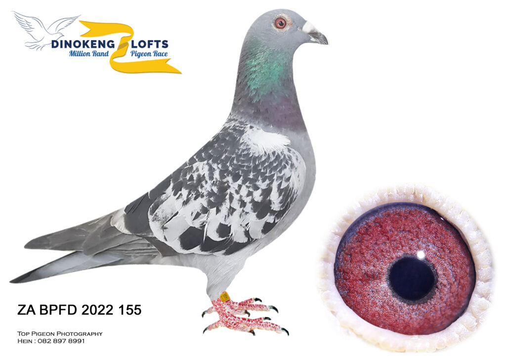 LOT 52 DINOKENG OLR AUCTION 4 A -KINGSLEA LOFTS – ZA 22 BPFD 155 – NO PEDIGREE!!