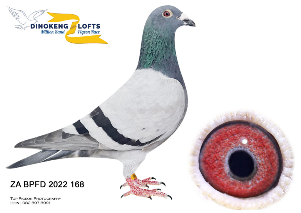 LOT 69 DINOKENG OLR AUCTION 4 B -KINGSLEA LOFTS – ZA 22 BPFD 168 – NO PEDIGREE!!