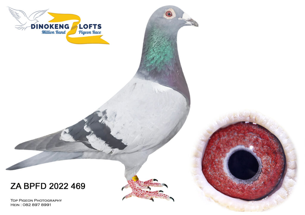 LOT 97 DINOKENG OLR AUCTION 4 B – CC BOOYENS / D CALITZ – ZA 22 BPFD 469 – NO PEDIGREE!!