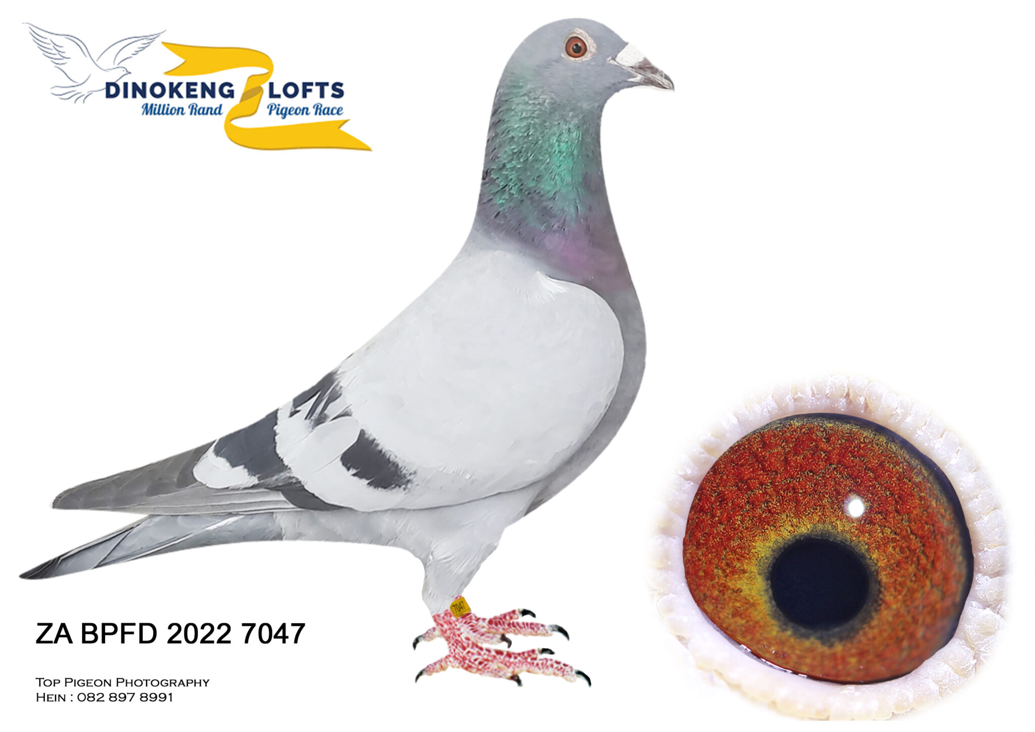 LOT 51 DINOKENG OLR AUCTION 4 A -KALAHARI LOOTS TEAM 2 – ZA 2 BPFD 7047 – Sire: ZA164816-19 BB ...