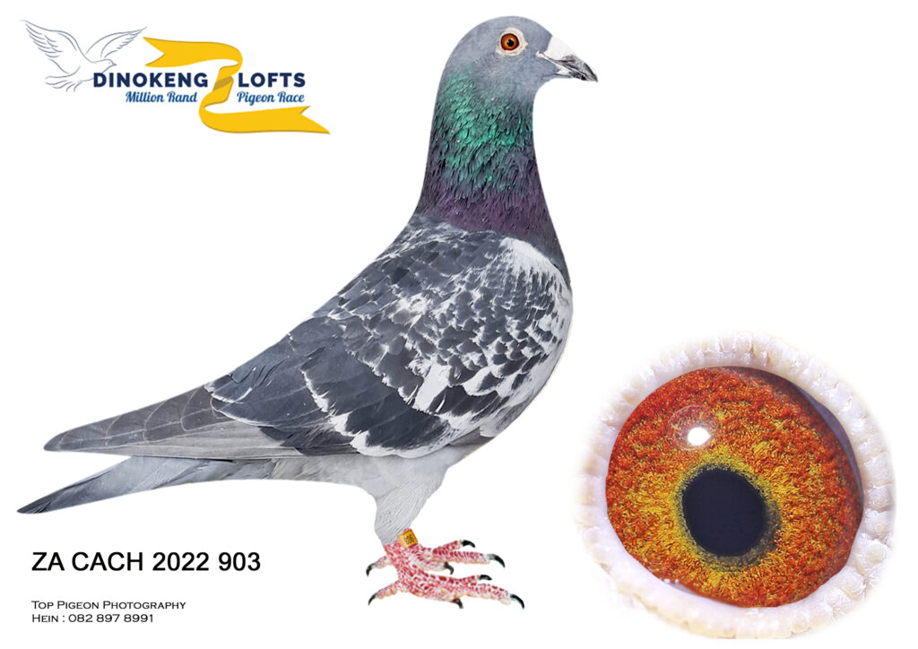 Z..LOT 101 DINOKENG OLR AUCTION 4 B -CACHALIA BROTHERS – ZA 22 CACH 903 – NO PEDIGREE!!