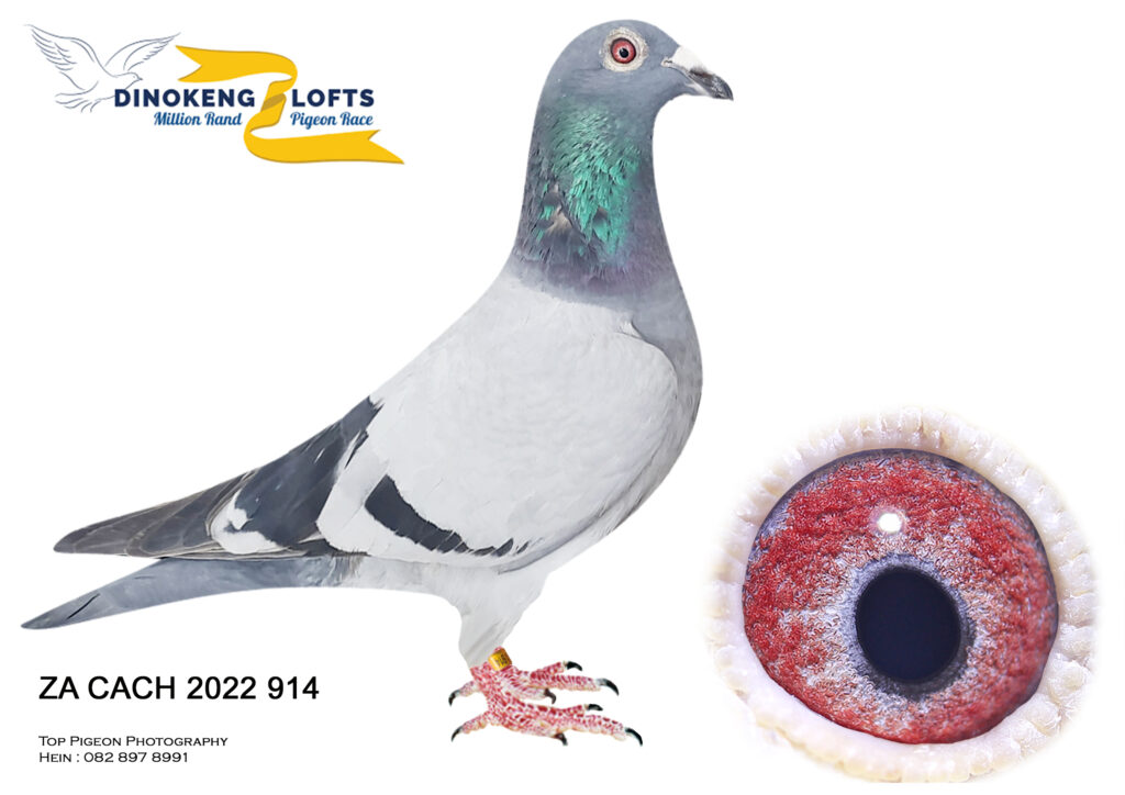 LOT 78 DINOKENG OLR AUCTION 4 B -CAHALIA BROTHERS – ZA 22 CACH 914 – NO PEDIGREE!!